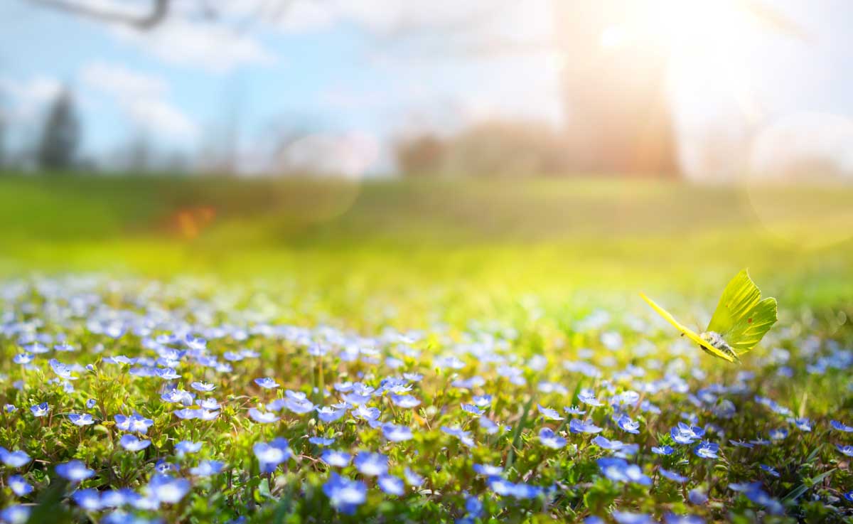 Getting More Out of Home Security this Spring - Alarmingly Affordable